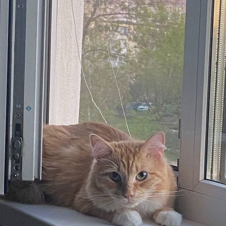 Отдам кота в добрые руки бесплатно