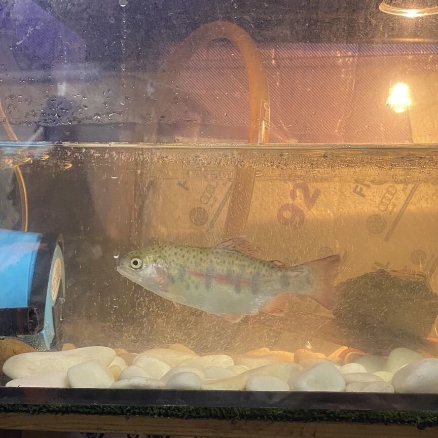 Аквариум без рыбок