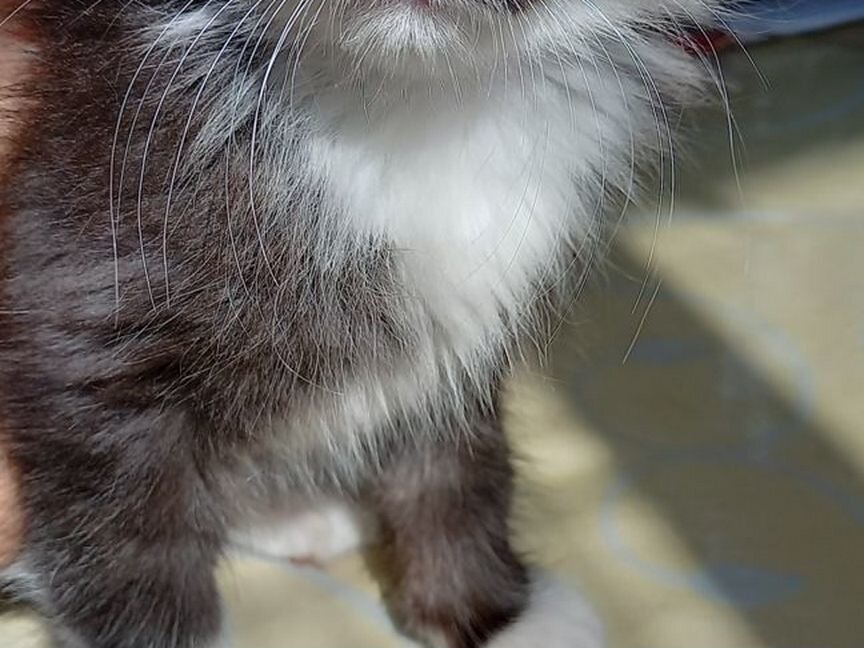 Пушистый котенок Арчик