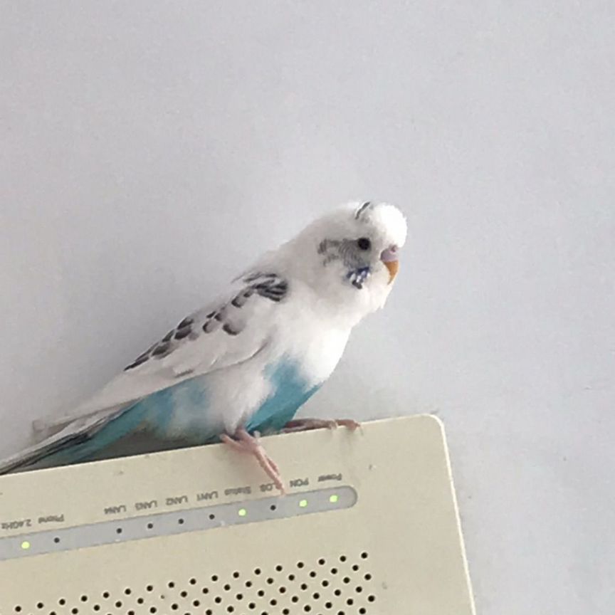 Попугай волнистый с клеткой