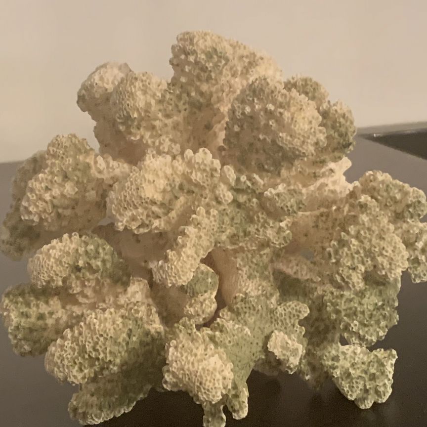 Коралл для аквариума 10 см