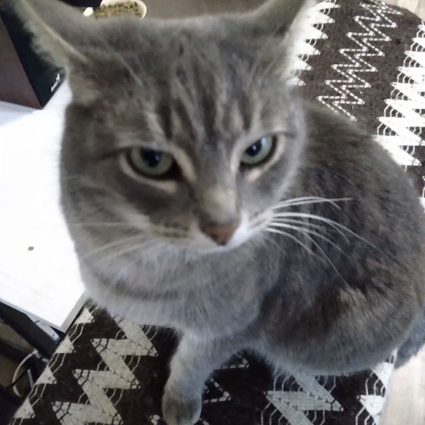 Взрослая кошка в добрые руки