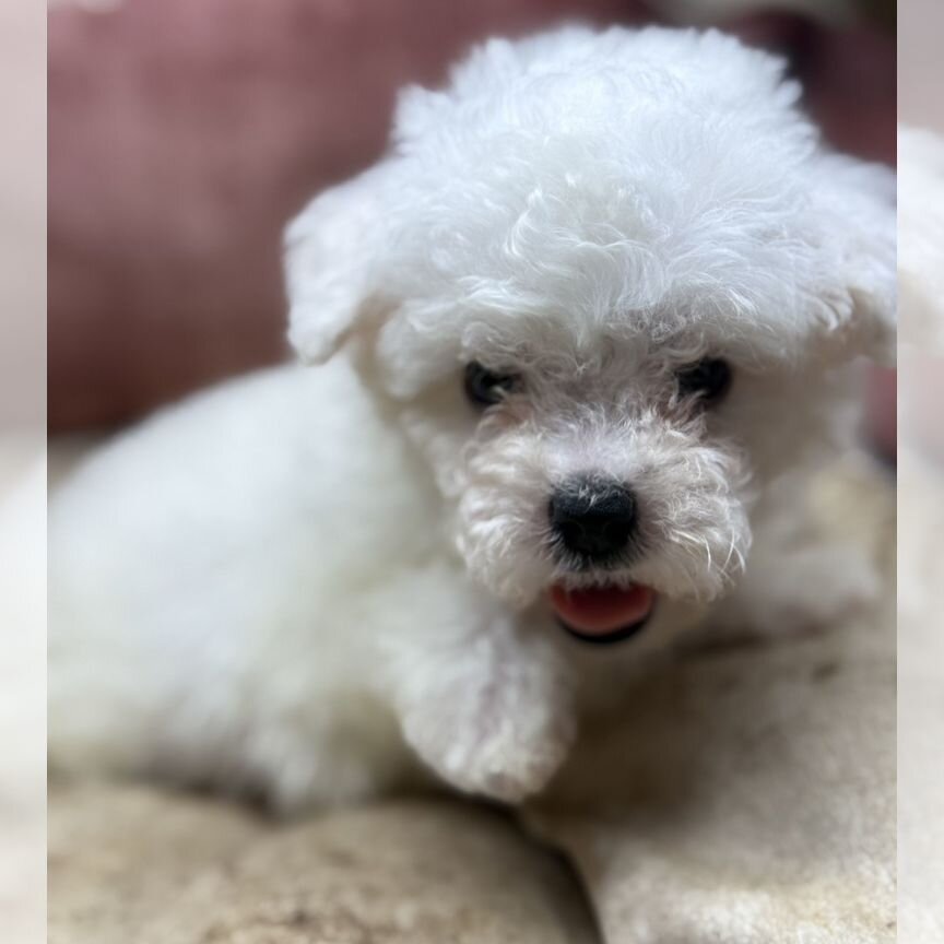 Бишон фризе, щенок