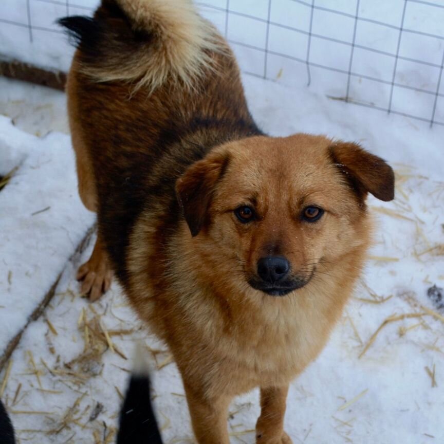 Взрослая собака в добрые руки