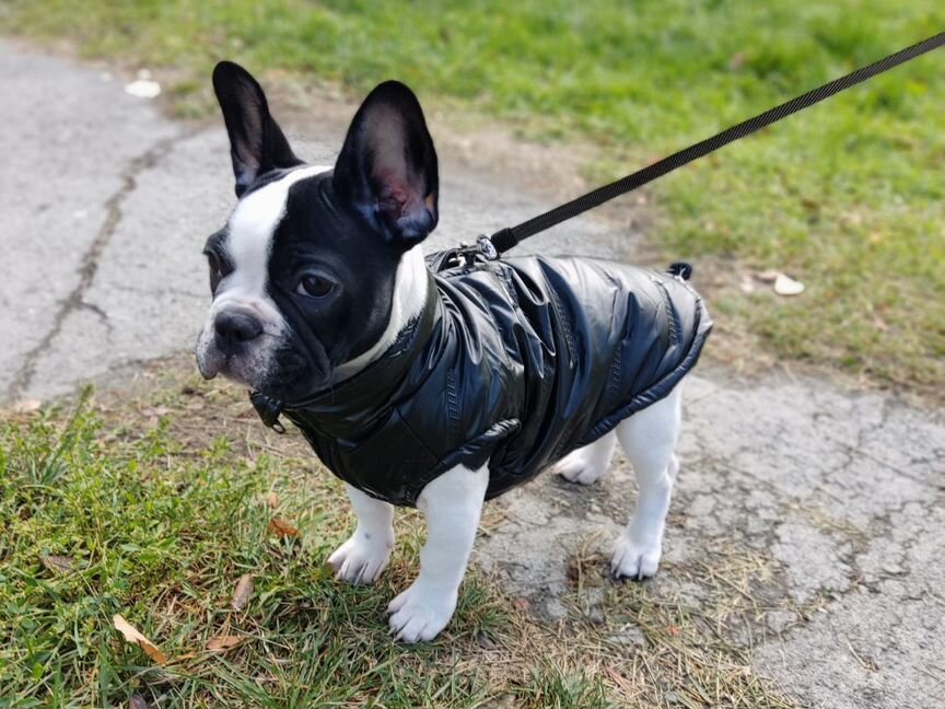 Зимняя жилетка для собак