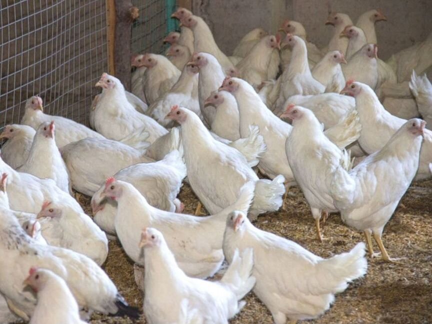 Куры несушки