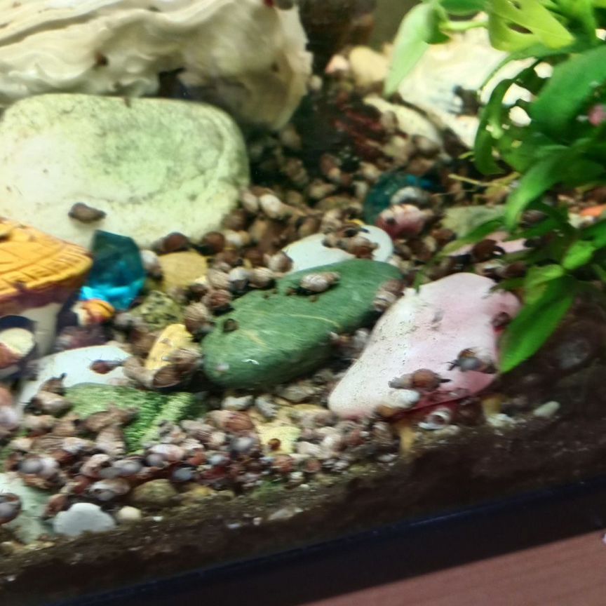 Улитки аквариумные