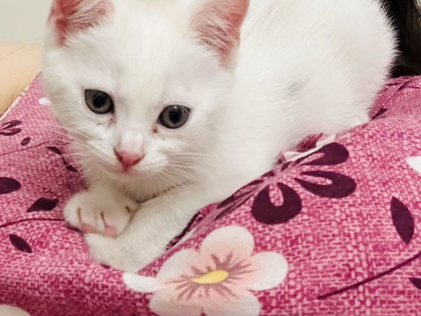 Котята турецкой ангоры