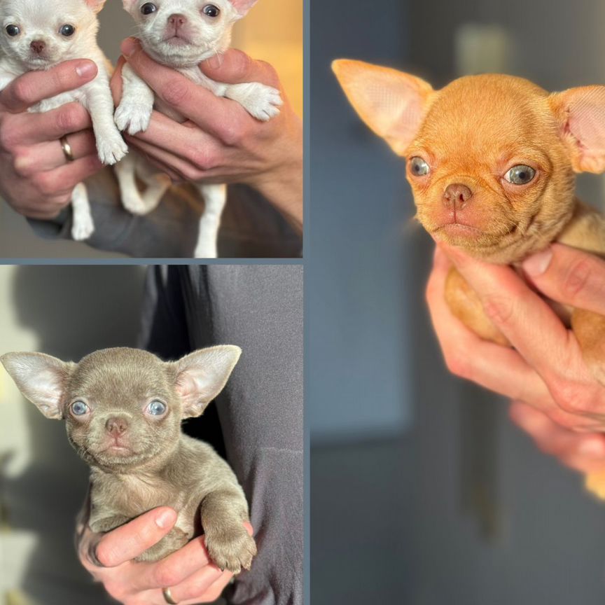 Чихуахуа, щенок