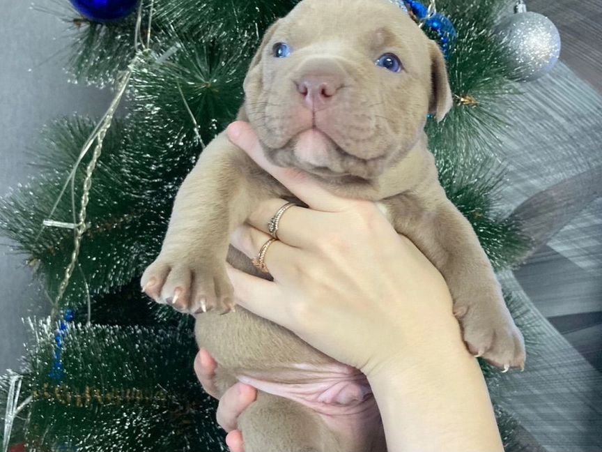 Булли, красавчик с голубыми глазами