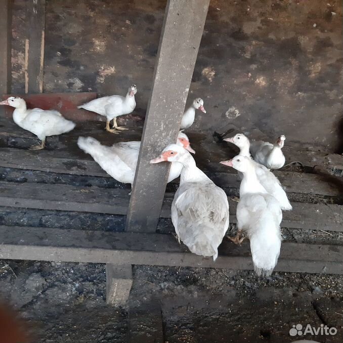 Утки-шипуны стадом