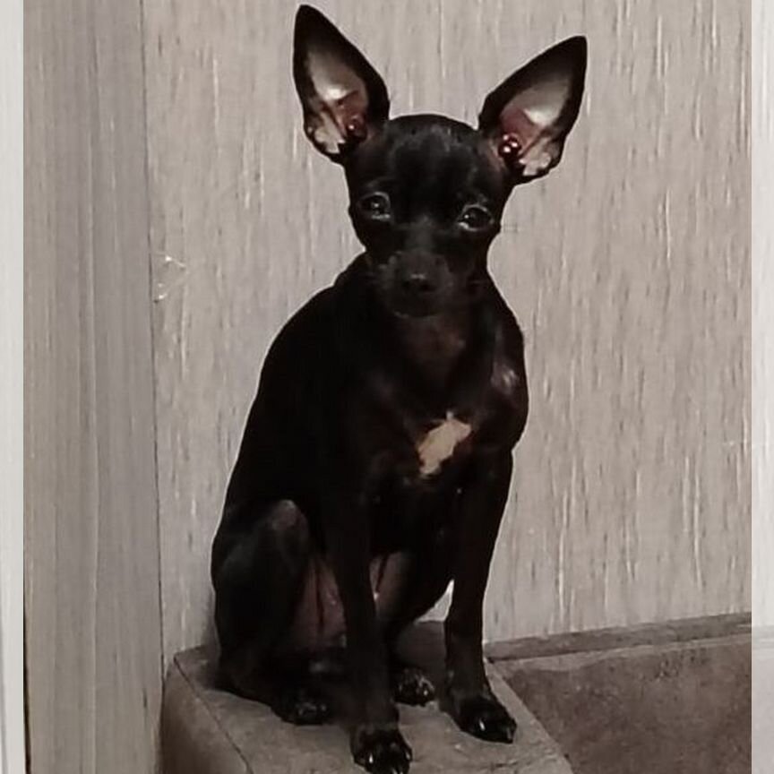 Русский той-терьер, взрослая собака