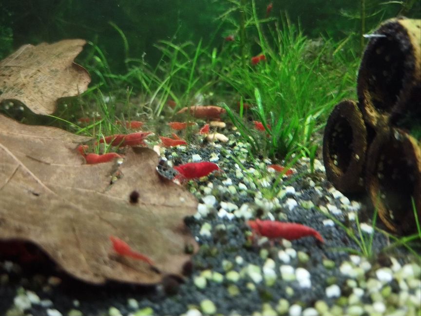 Креветки красные вишни