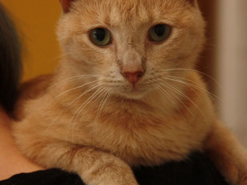 Котик Персик