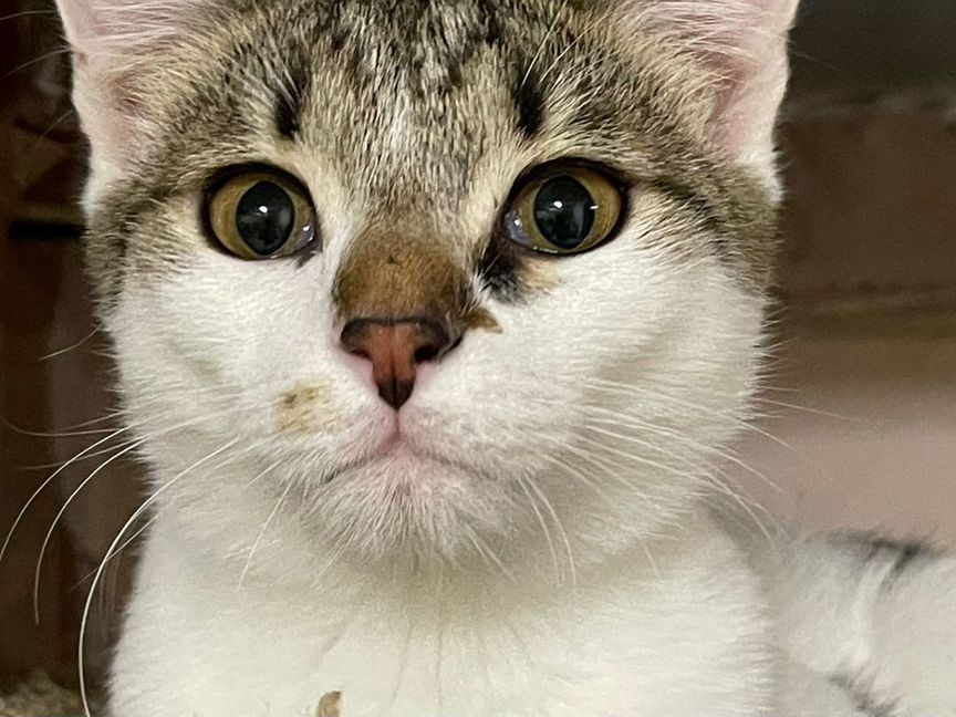 Воспитанный котенок в добрые руки