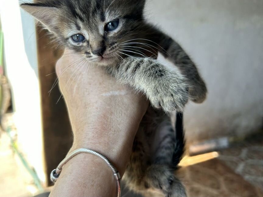 Котята в добрые руки даром