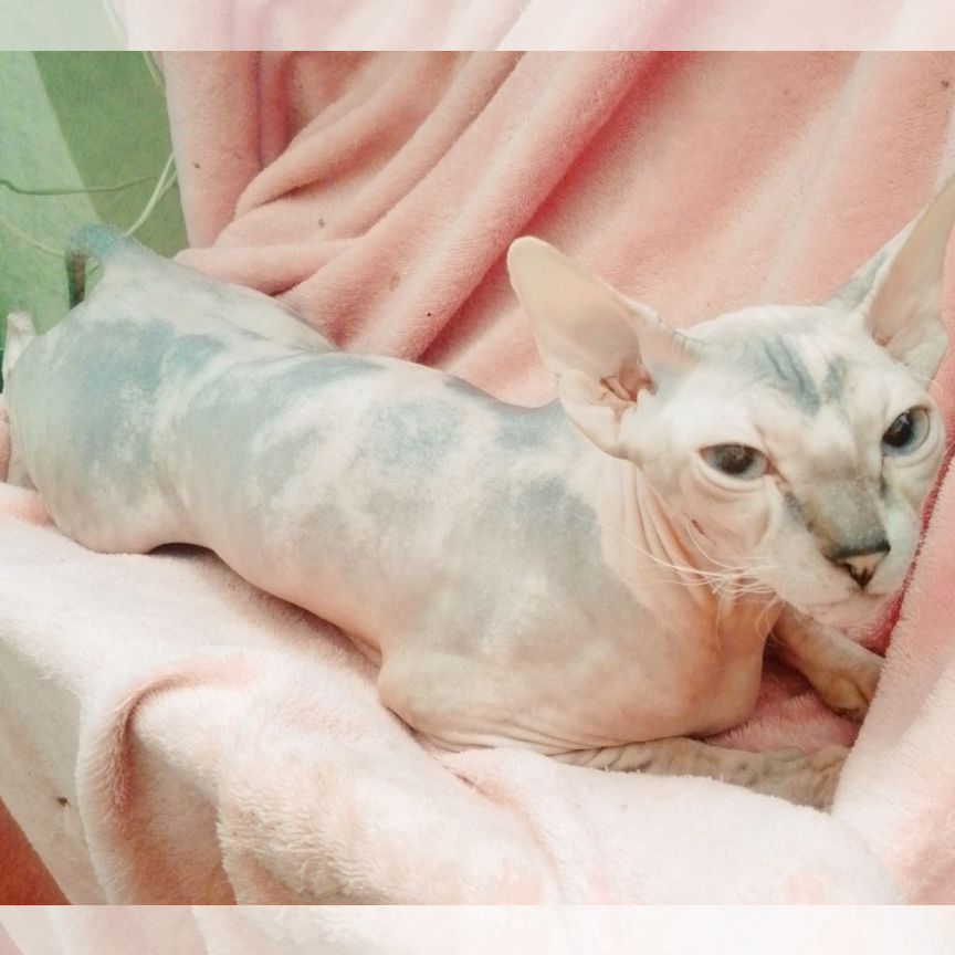 Донской сфинкс кошка