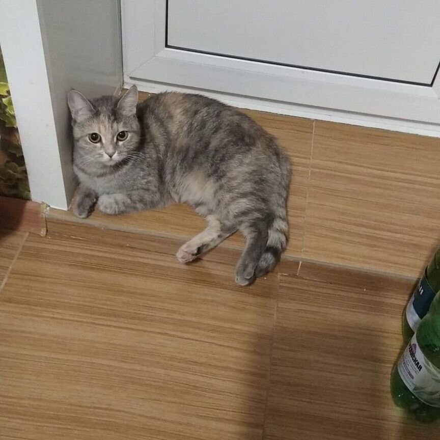 Британская кошка