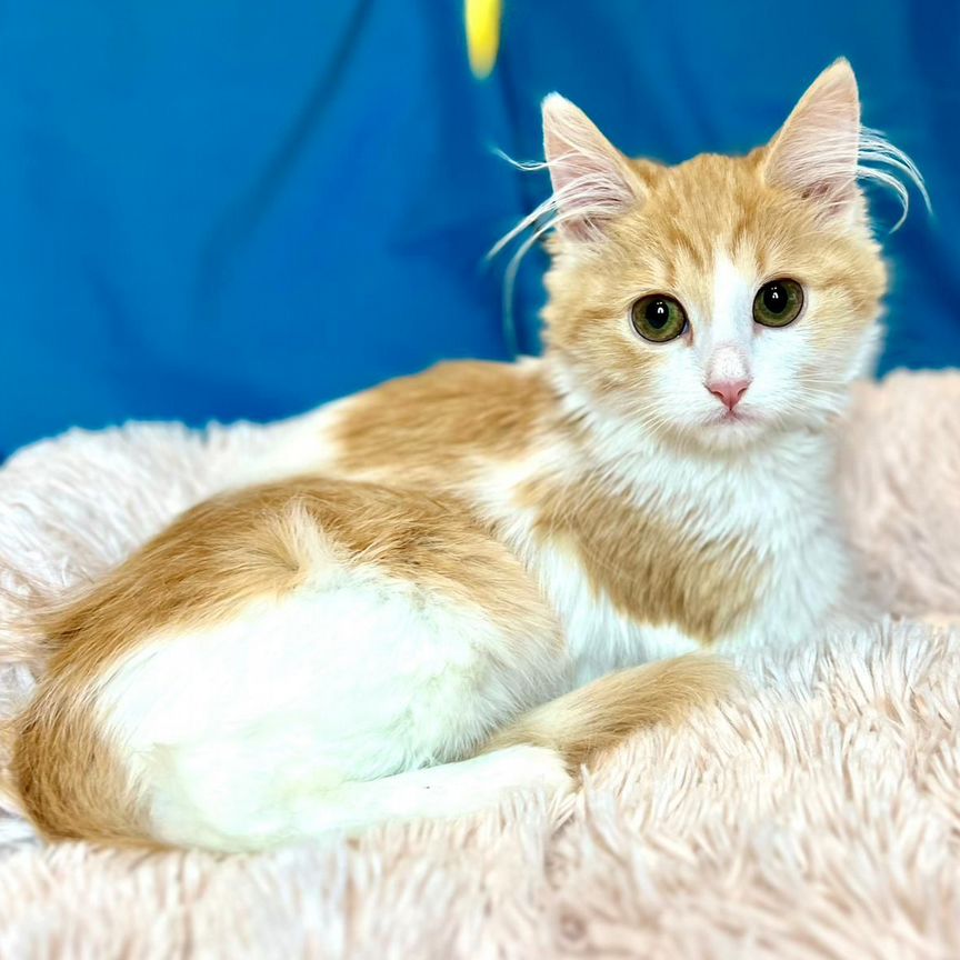 Котенок девочка Элиза