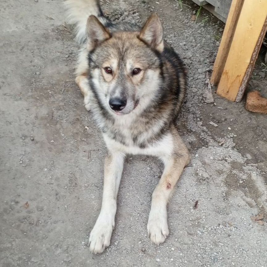Сибирский хаски, отдам в хорошие руки
