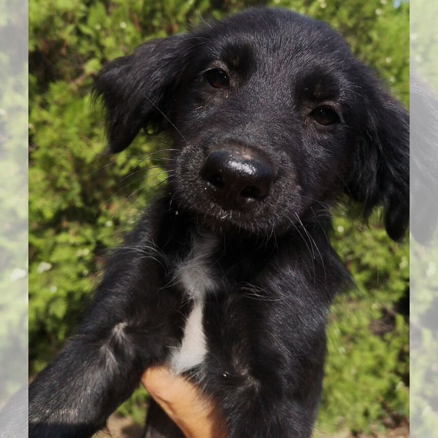 Ищем хороших хозяев для 2 сабачек