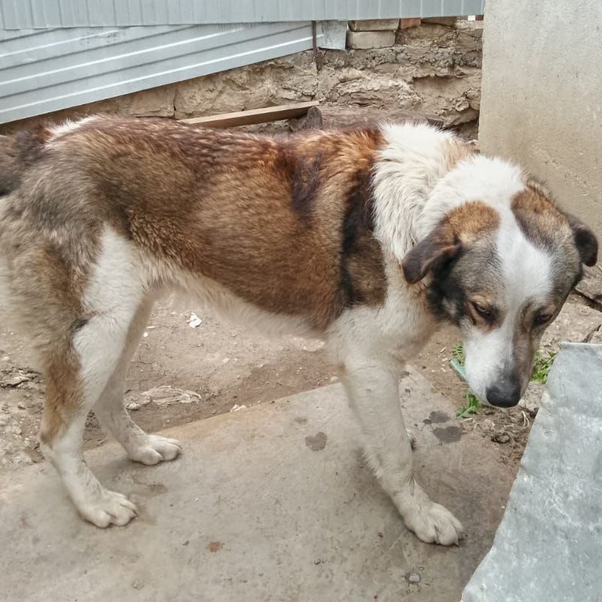 Отдам, привезу лично, привитый