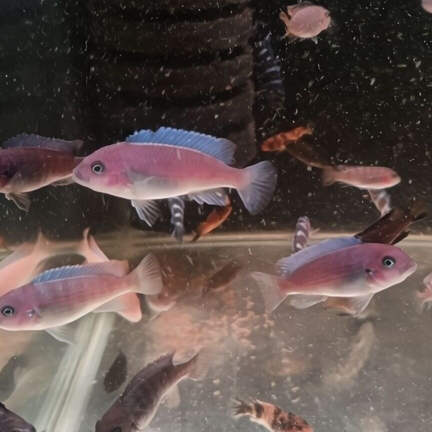 Малавийские цихлиды