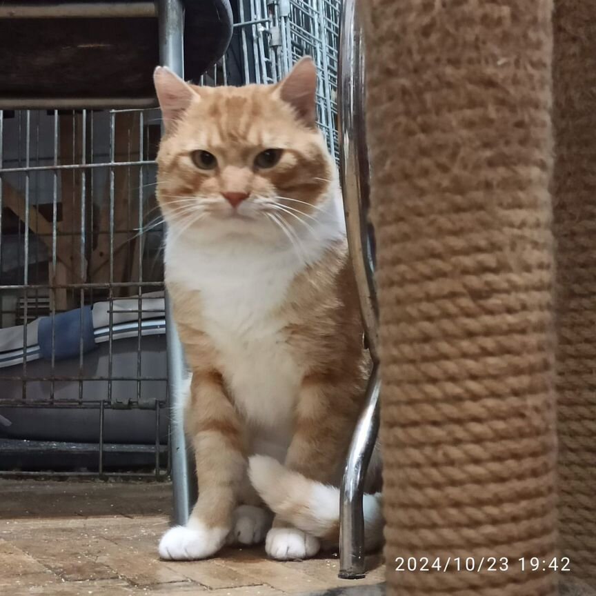 Кошки