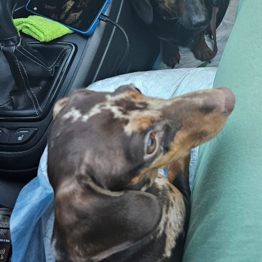 Маленькая собака карликовая такса в добрые руки