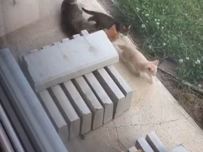 Котята в добрые руки бесплатно