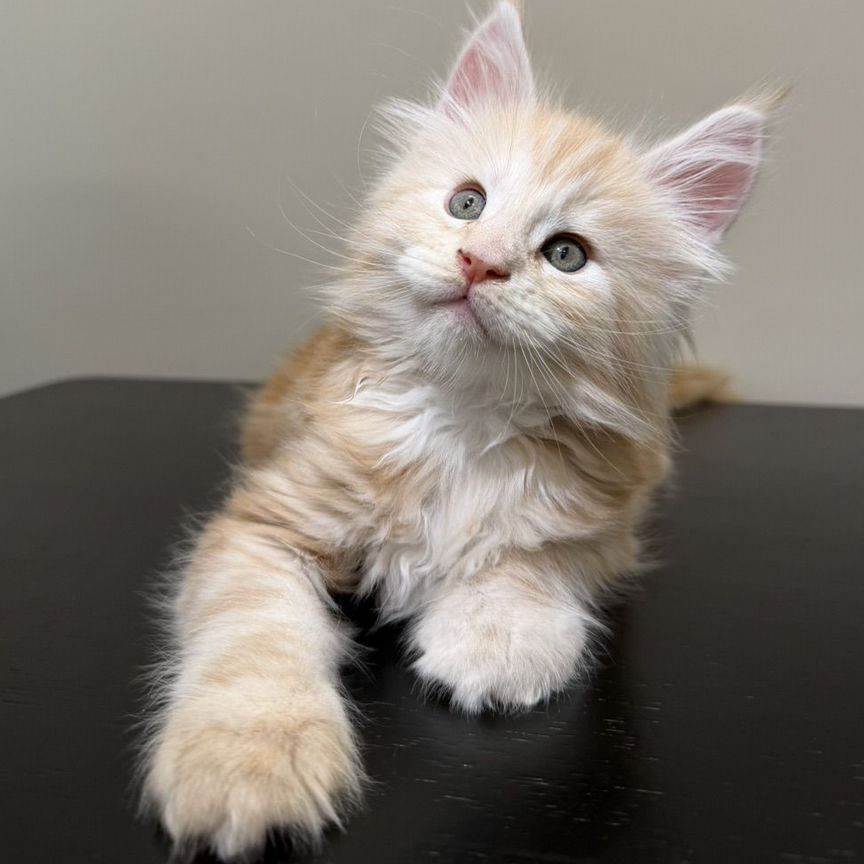 Мейн-кун котёнок