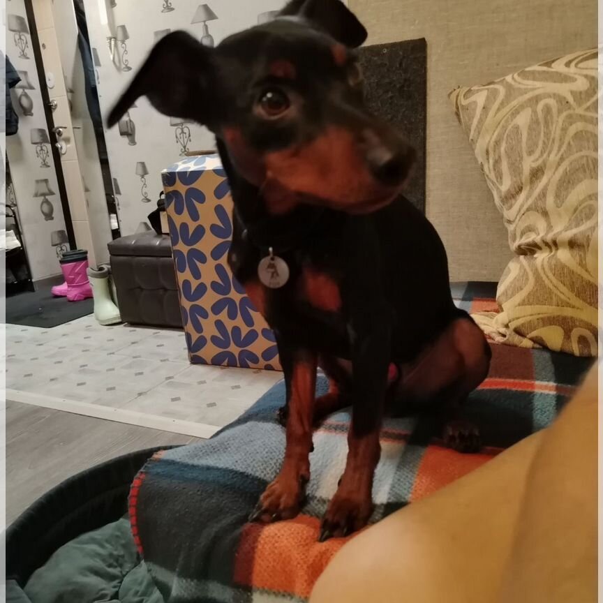 Цвергпинчер, щенок