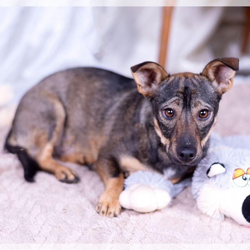 Взрослая собака в добрые руки