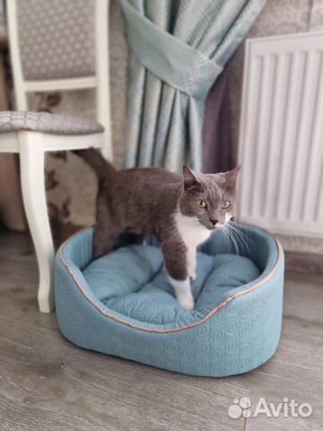 Кошка обнимательная и супер ласковая