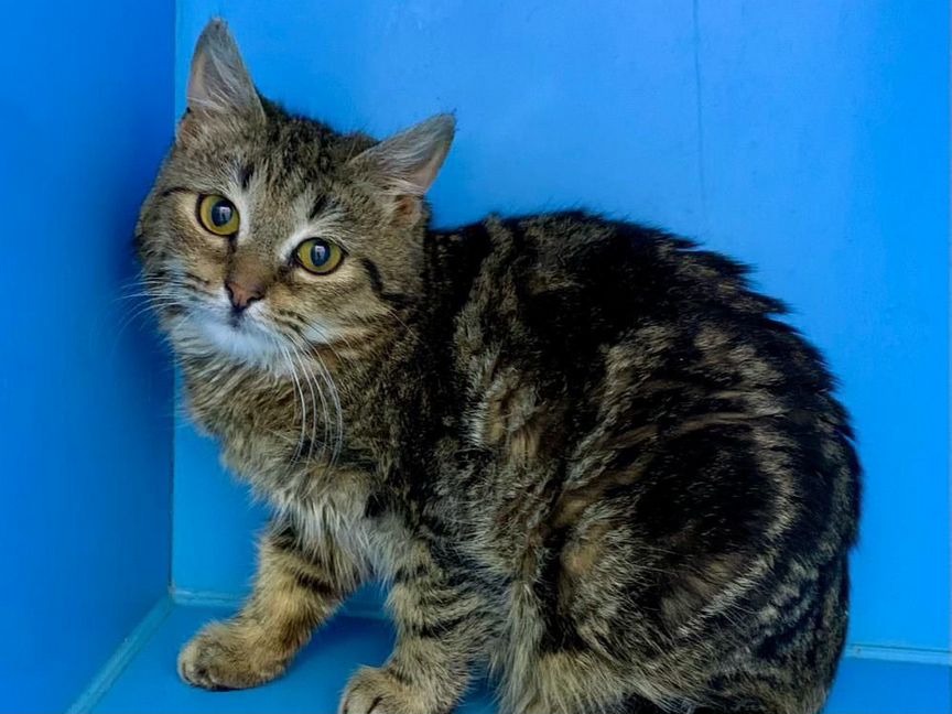 Полосатый котик ищет дом