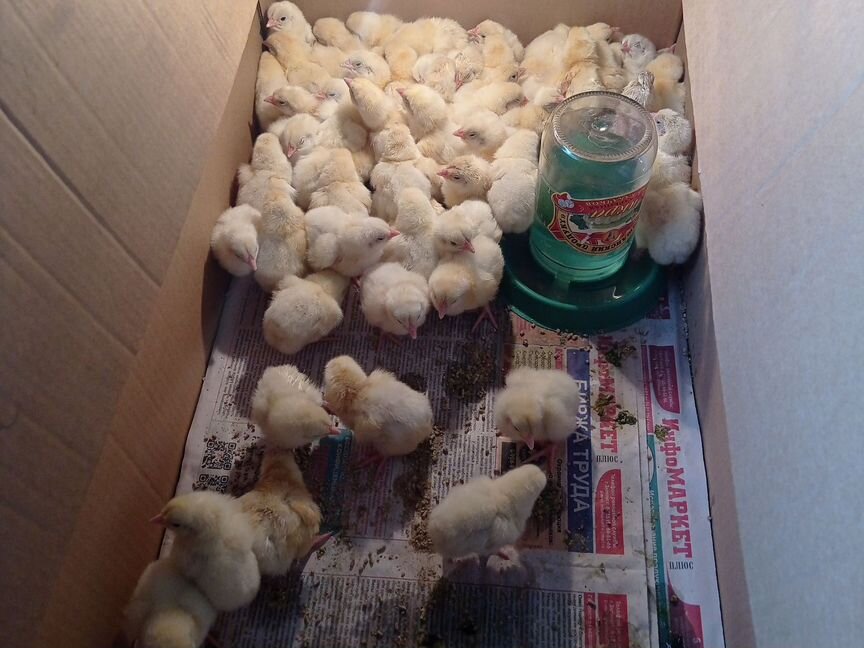 Цыплята броллеры. Кобб 500 Венгрия