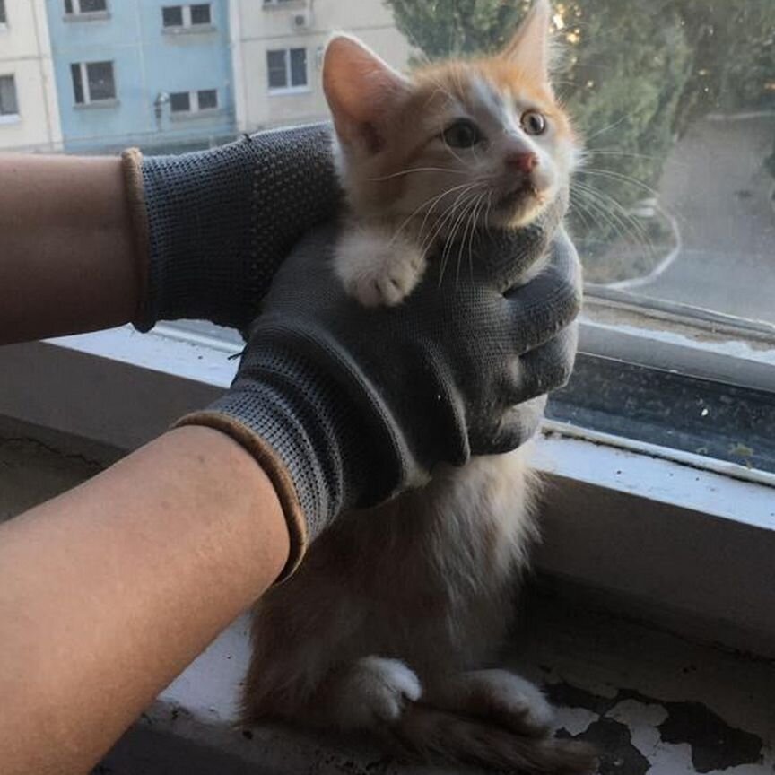 Котята