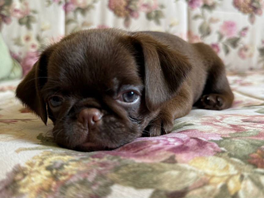 Пти брабансон