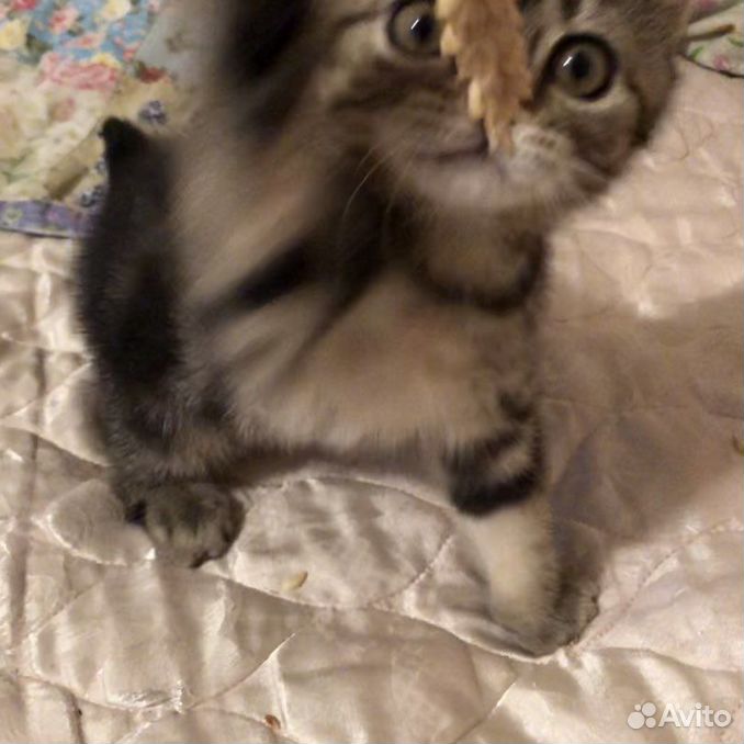 Шотландские котята девочки 1.5 мес