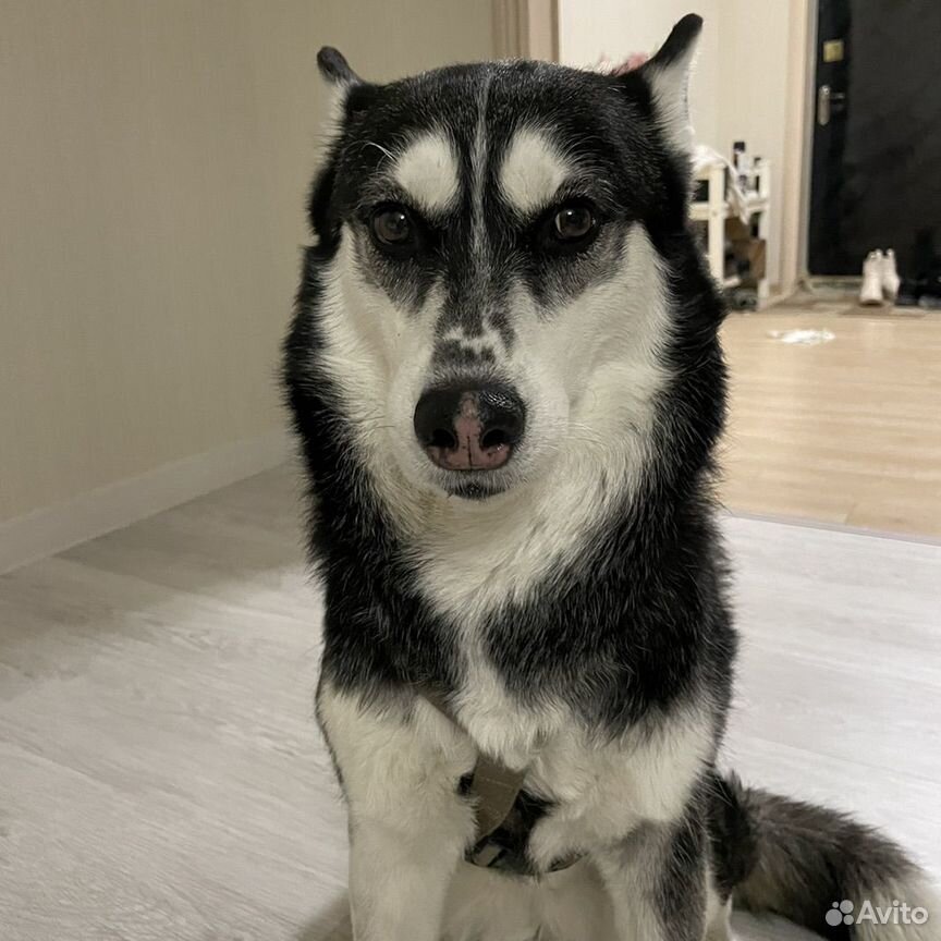 Сибирский хаски потерялась