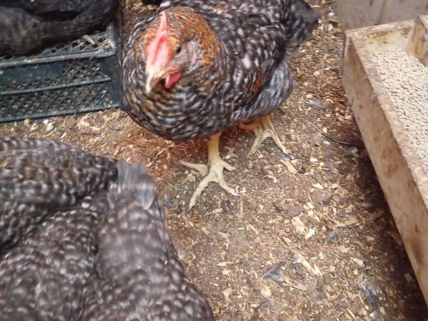 Петушки гриз бар