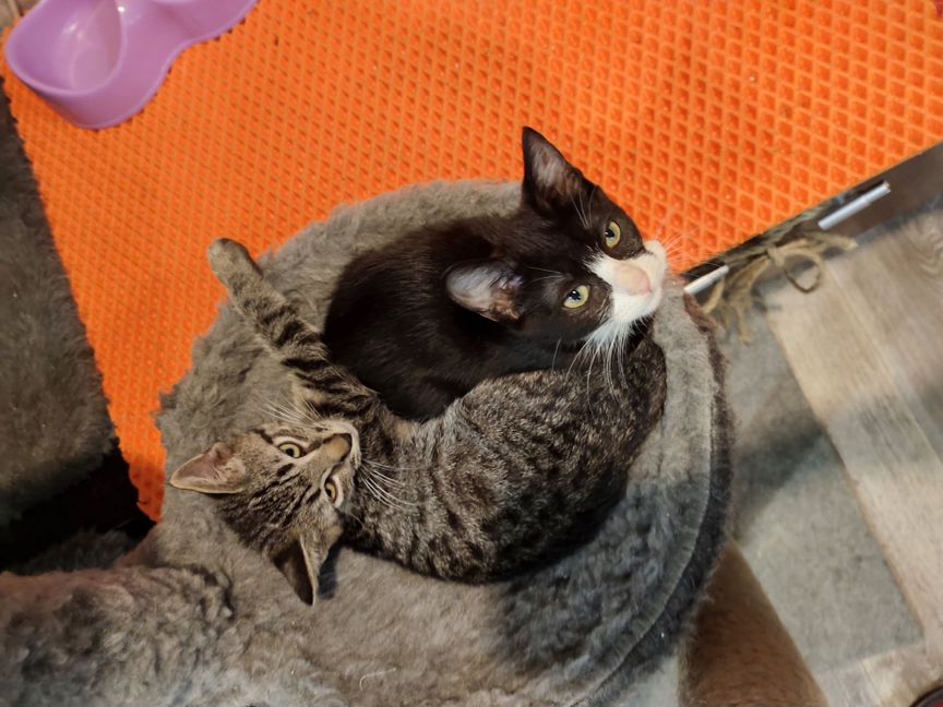 Котята Понка и Скруджик в добрые ручки