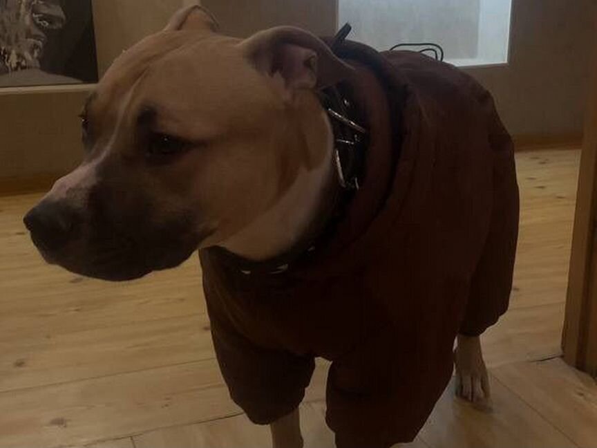 Стаффорд в добрые руки