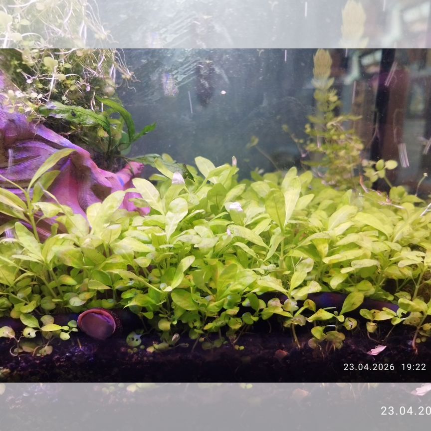 Растение аквариумное