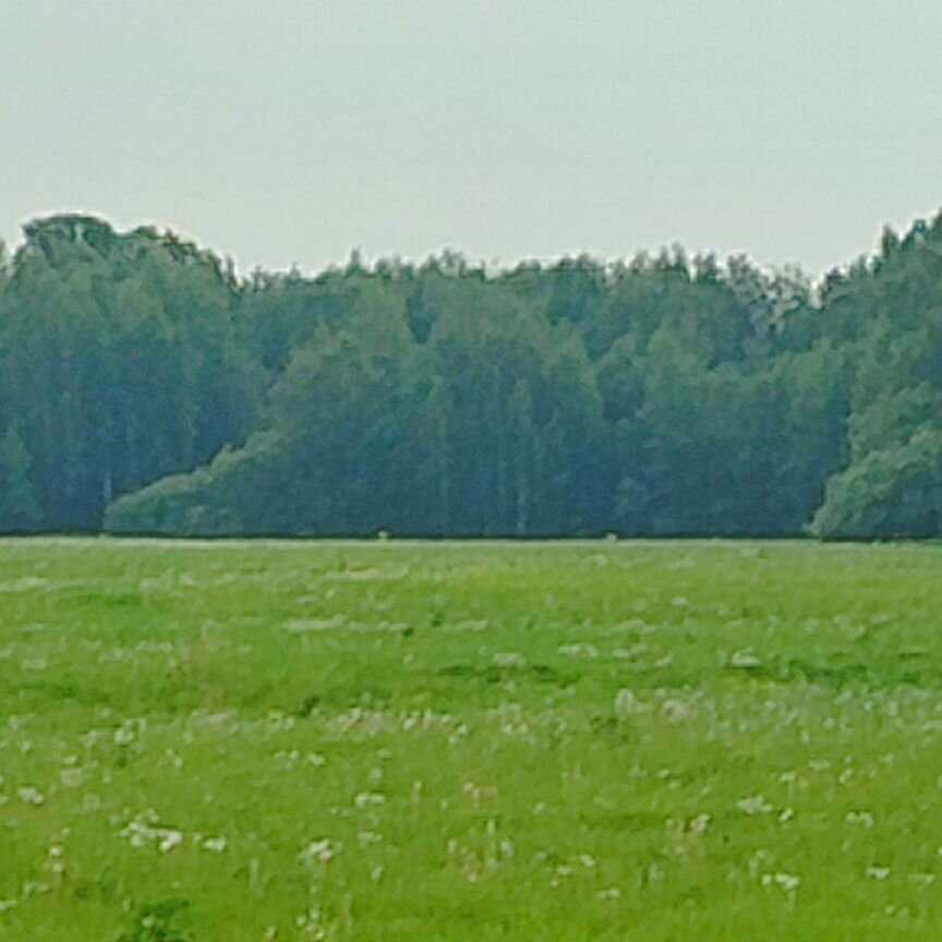 Сено в рулонах