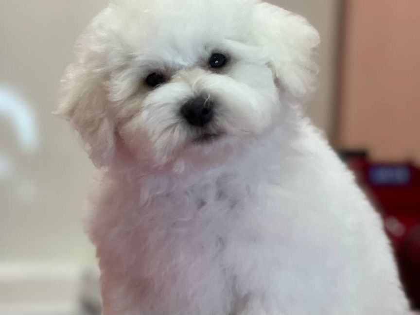 Щенки бишон фризе