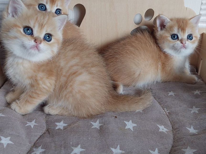 Котики обормотики