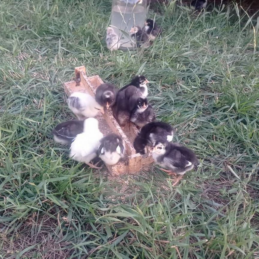 Домашняя птица