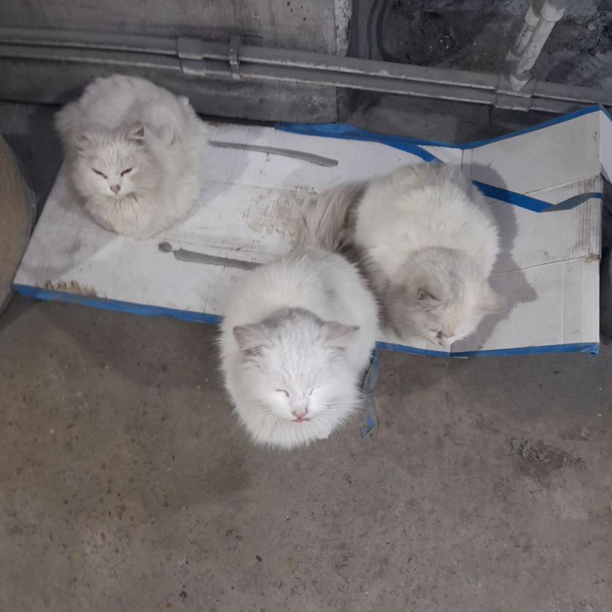 Котики