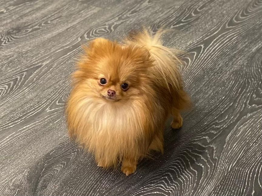Померанский шпиц мини